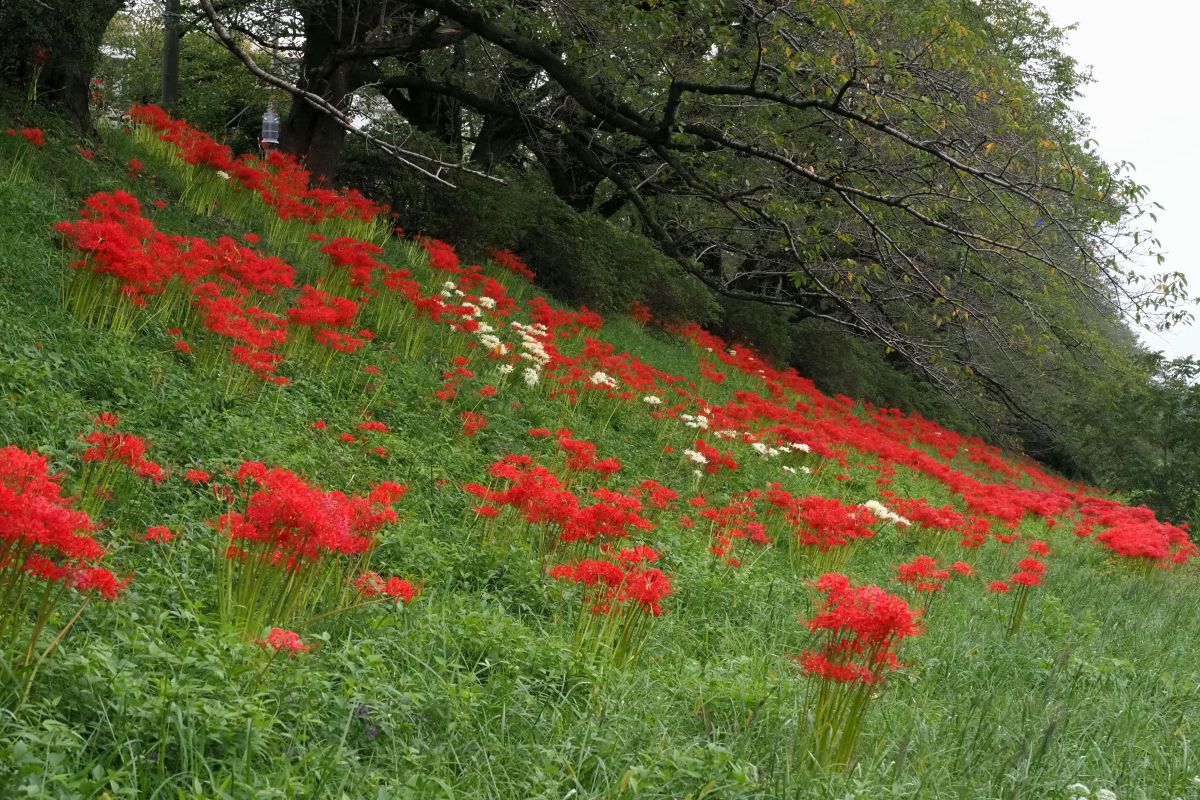 堤の曼珠沙華 | GANREF