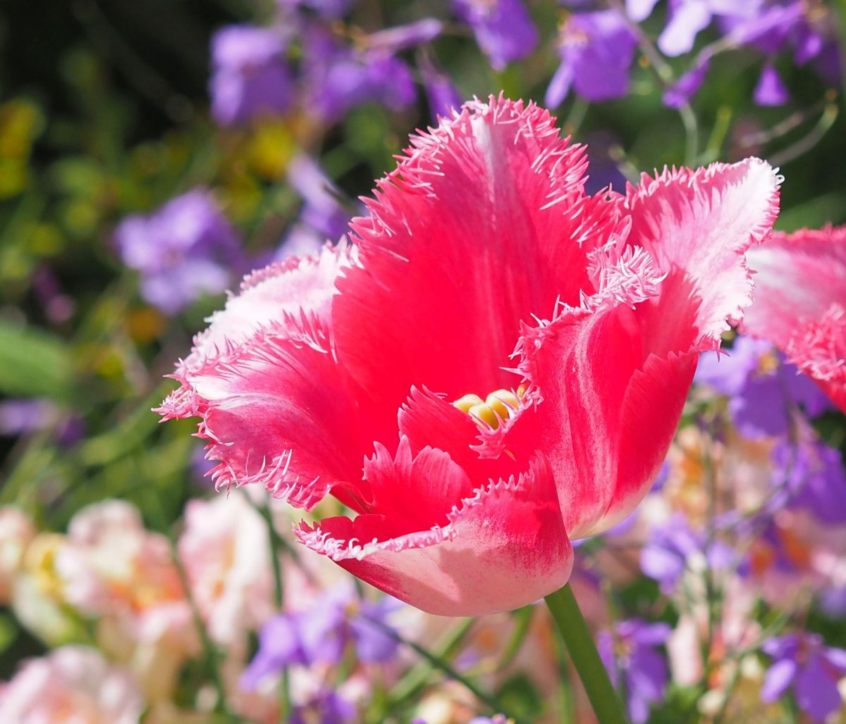 ドレスアップ | GANREF