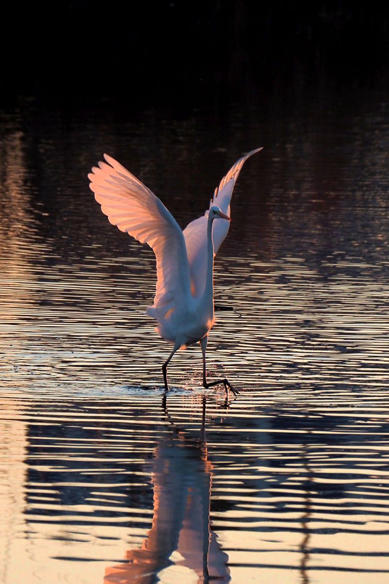 水面の妖精 | GANREF