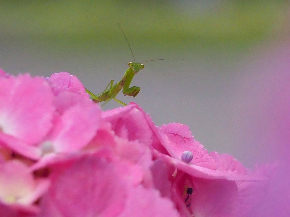 おちび さん | GANREF