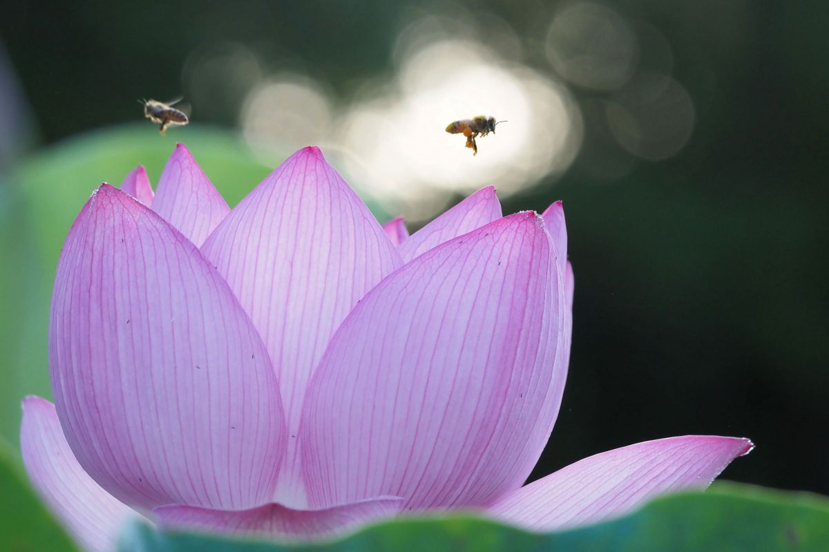 ミツバチ | GANREF