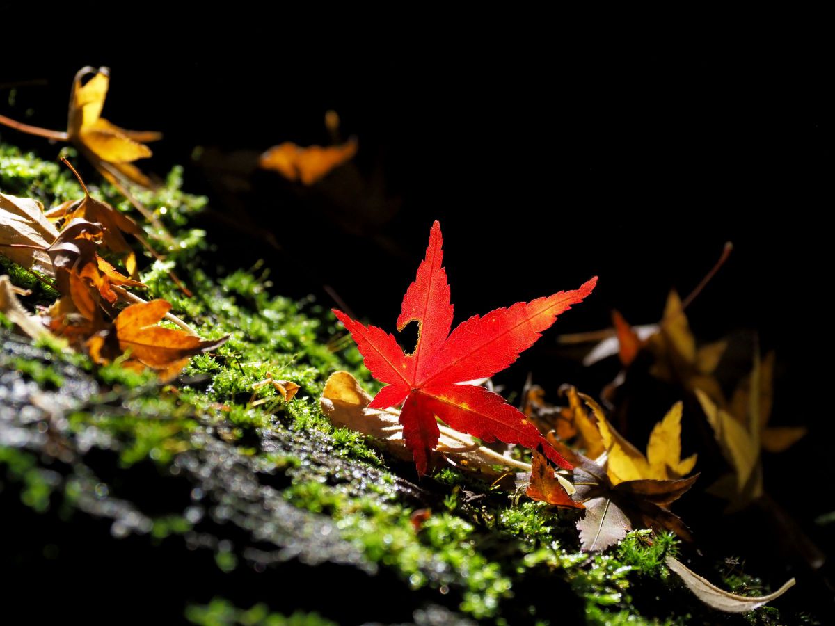 落ち葉 | GANREF
