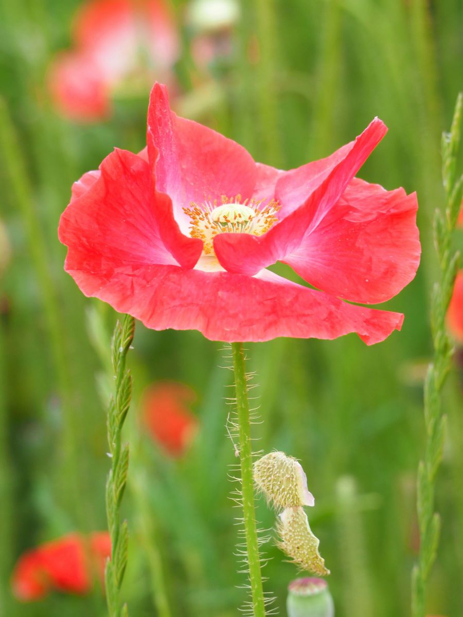 優しかった母へ | GANREF