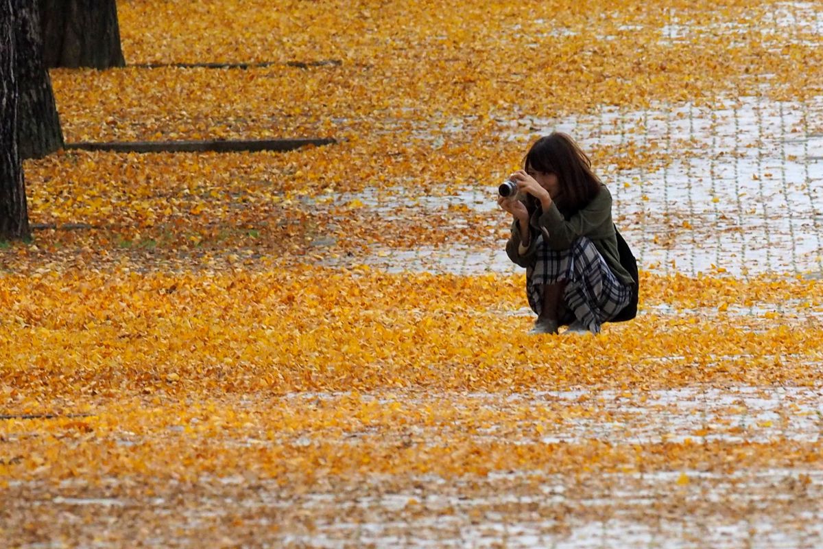 落ち葉に焦点 | GANREF