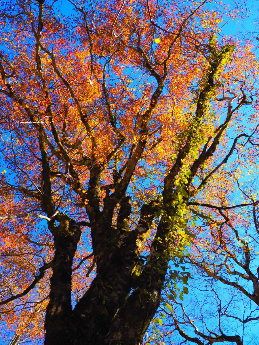 秋の日射し | GANREF