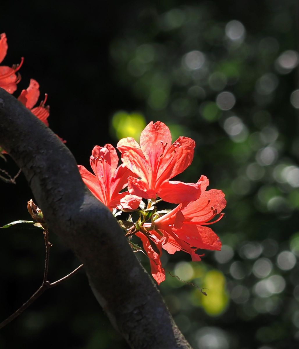 平和への願い | GANREF