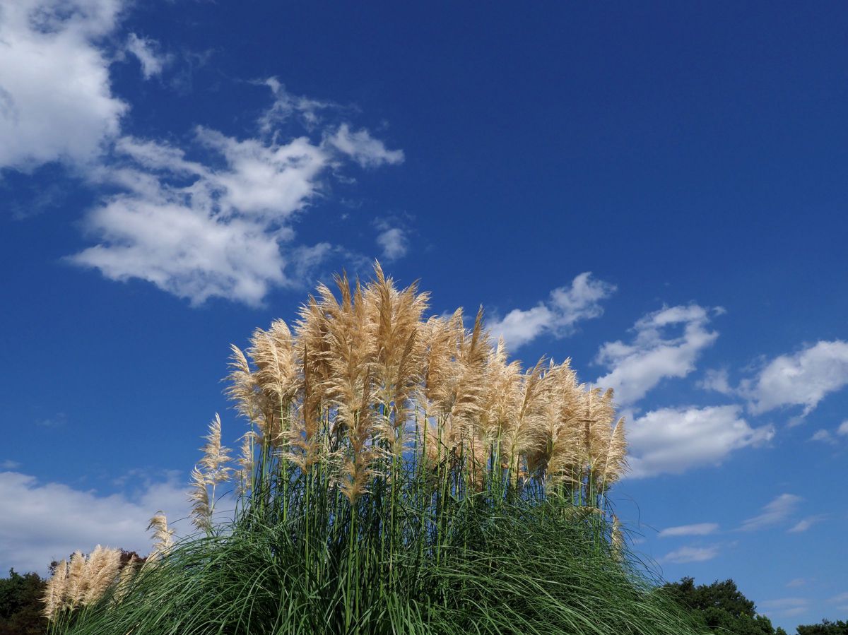 秋のそら | GANREF