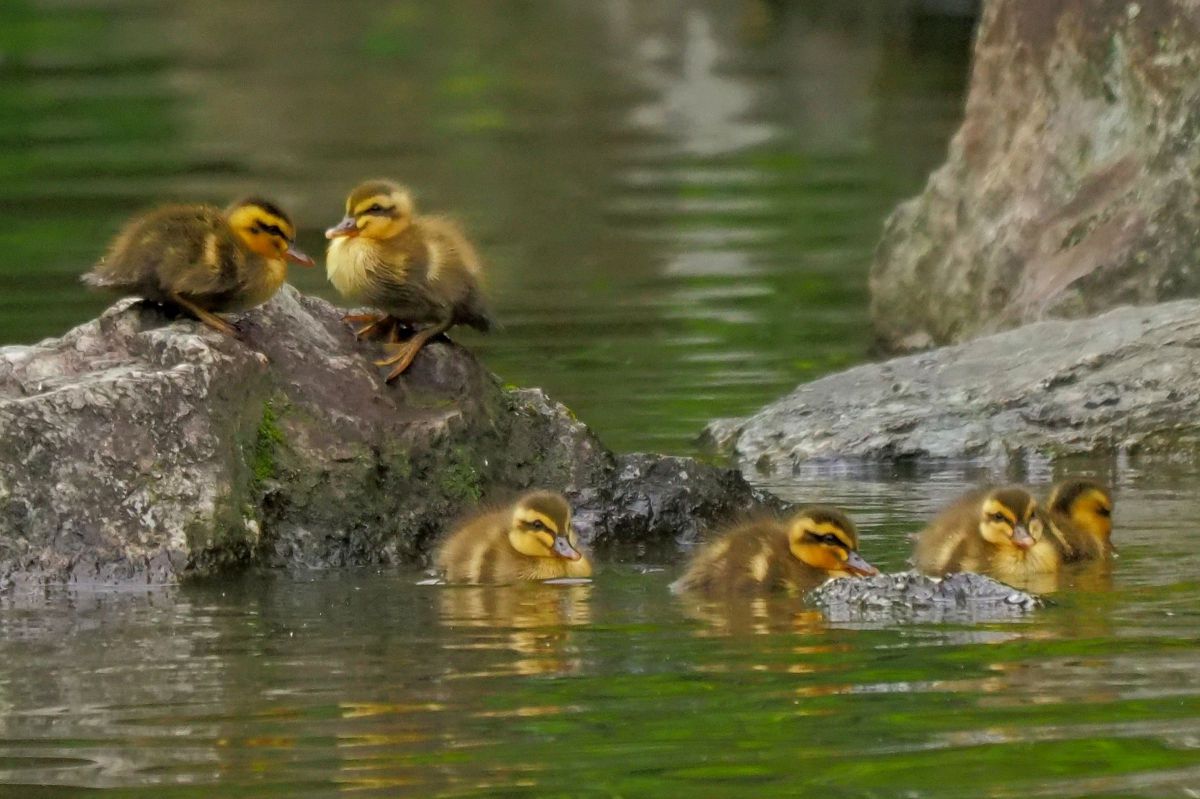 育ち盛り | GANREF