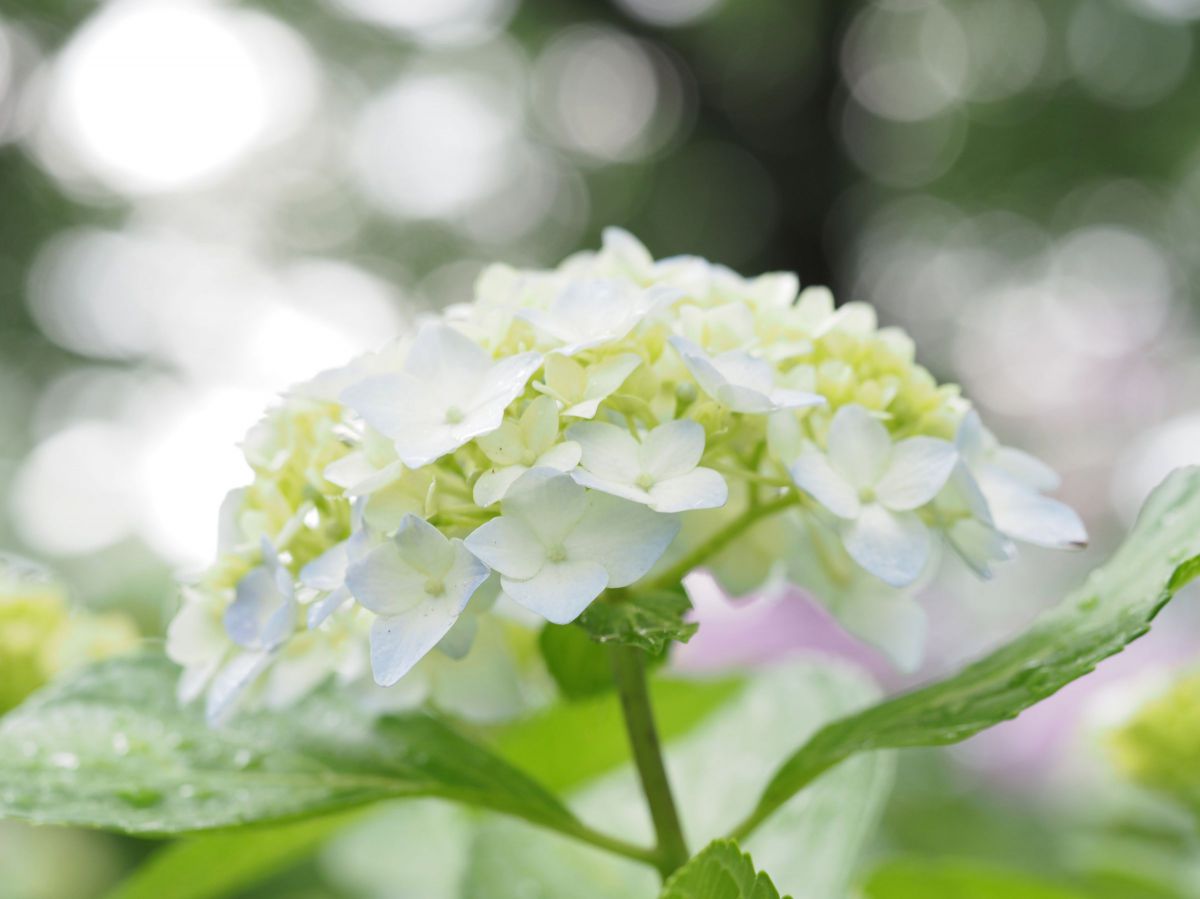 爽やかに咲く | GANREF