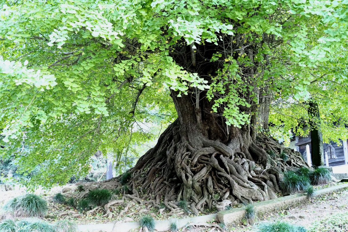 正法寺 大銀杏 | GANREF