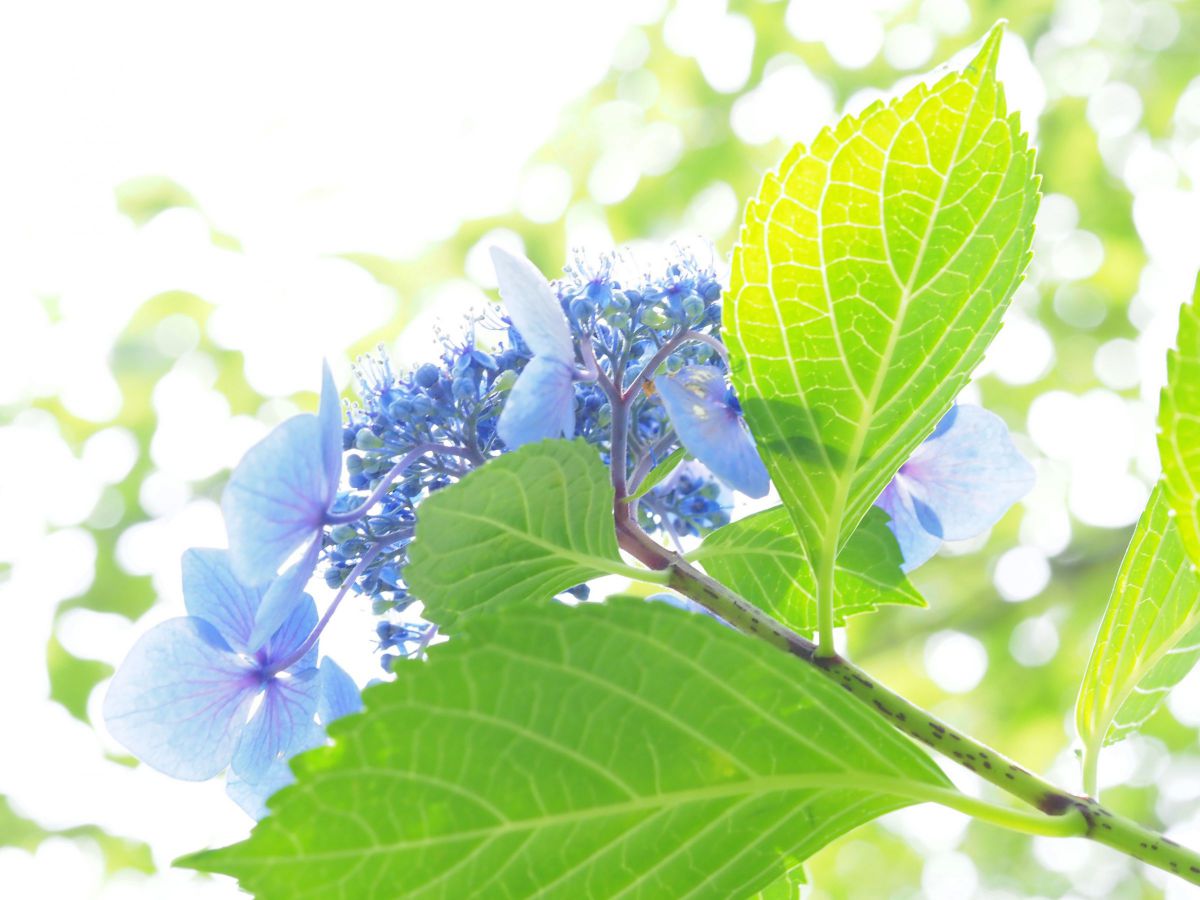 爽やかに咲く | GANREF