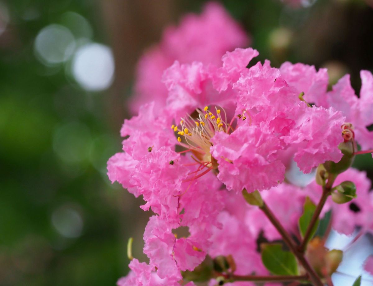 ピンクのフリル | GANREF