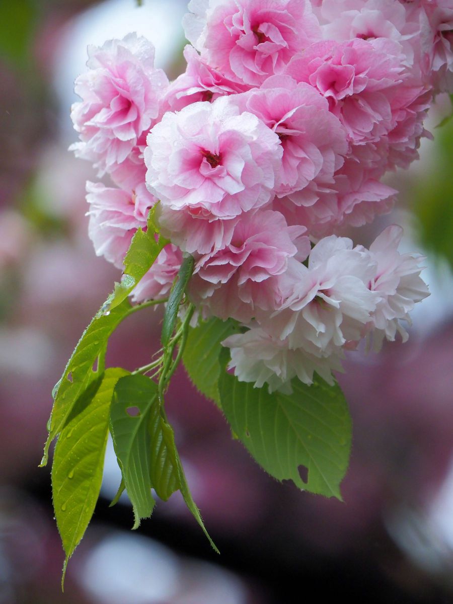 春に輝く | GANREF