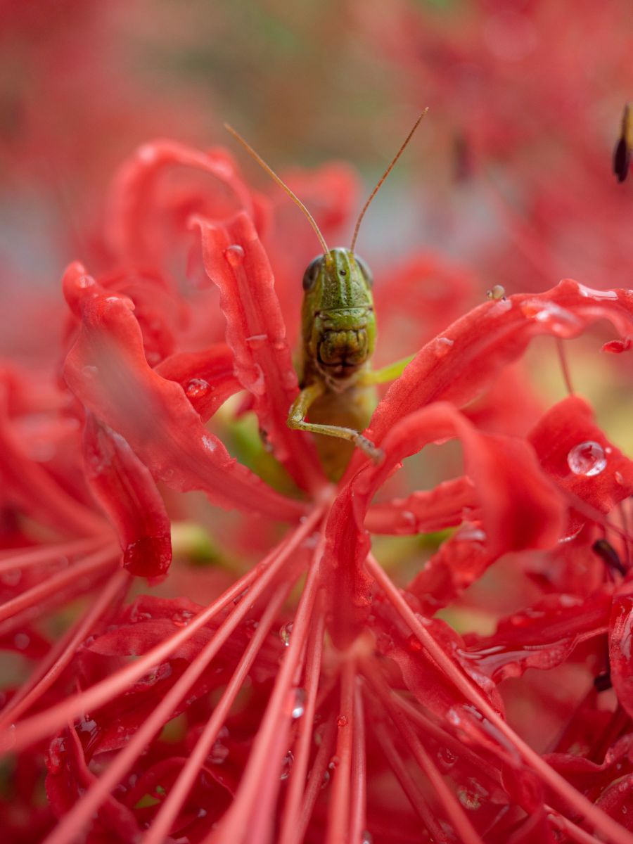 やぁ、よくきたね。~welcome to my house~ | GANREF