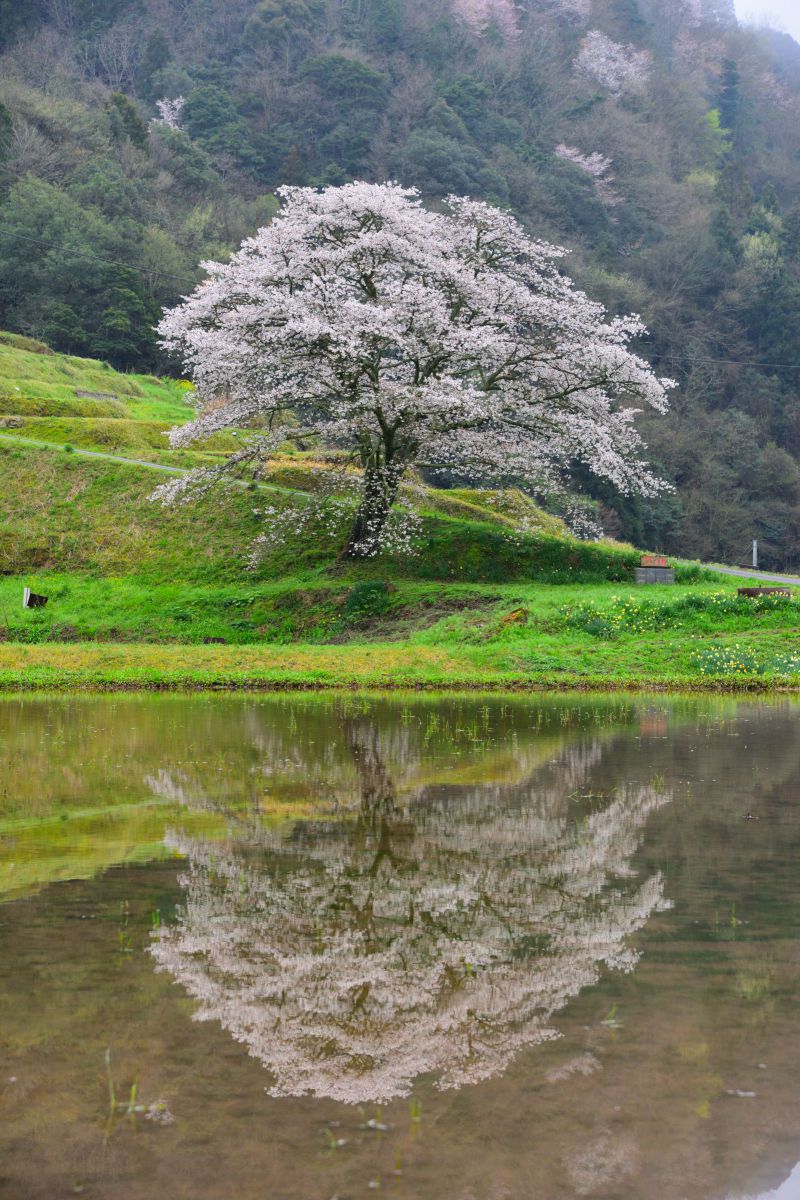 早朝の井川の一本桜 | GANREF