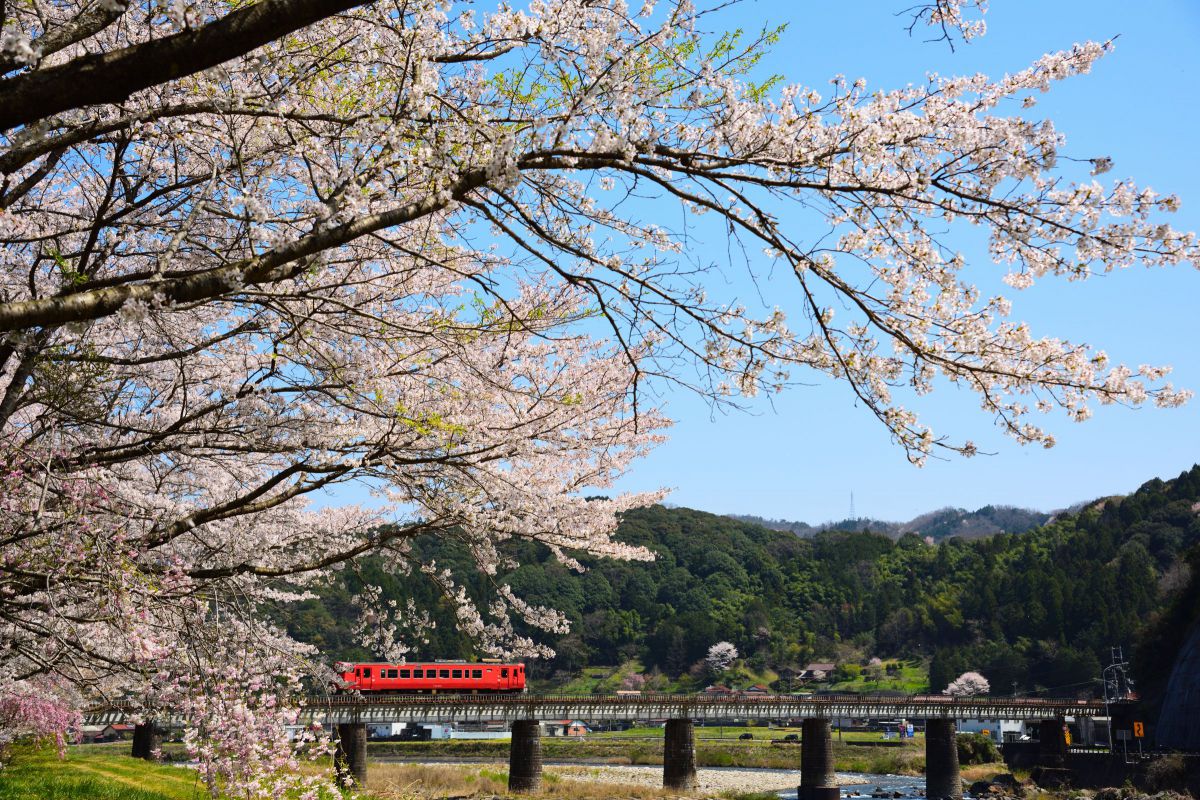 桜と「たらこ」 | GANREF