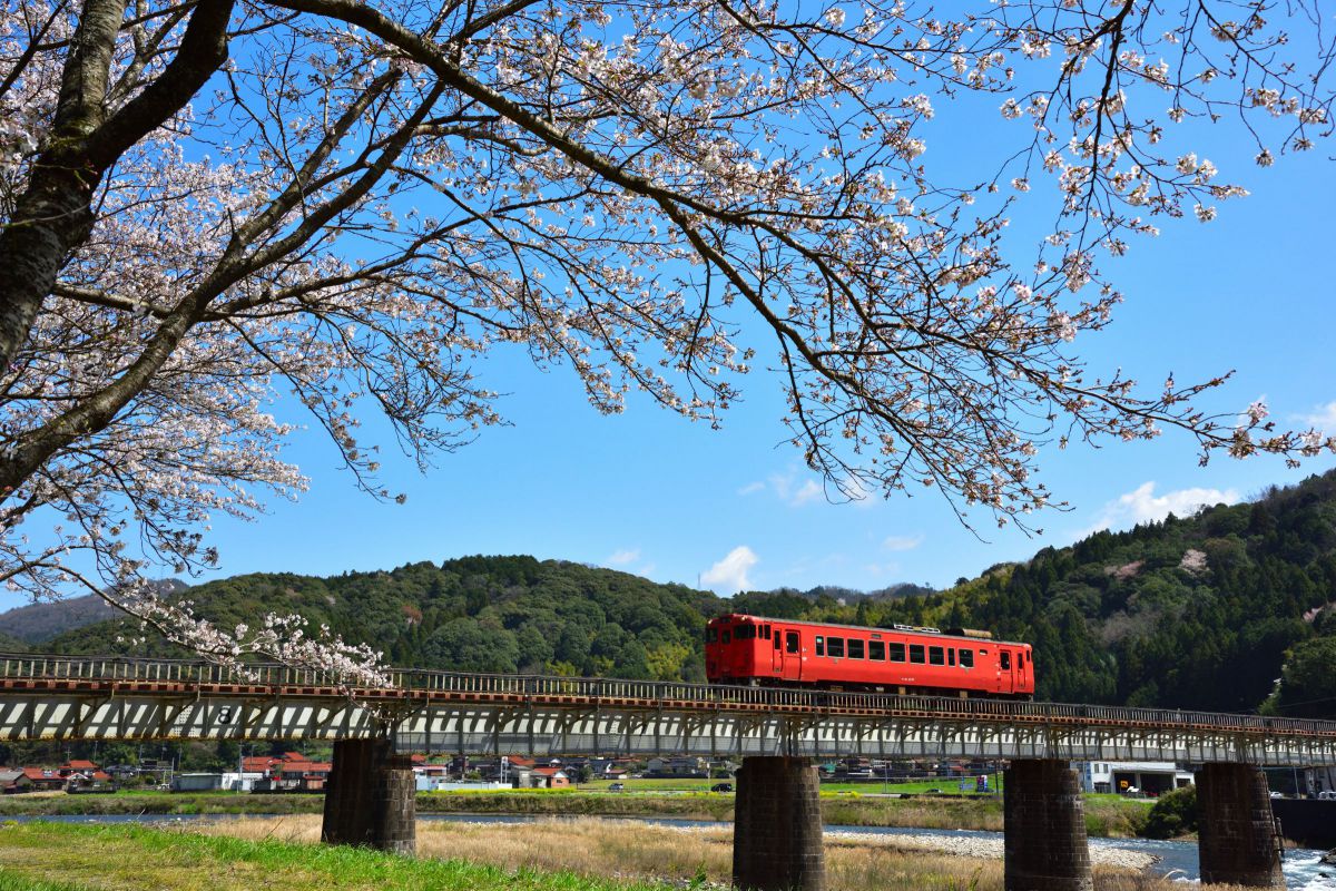 「たらこ」と桜 | GANREF