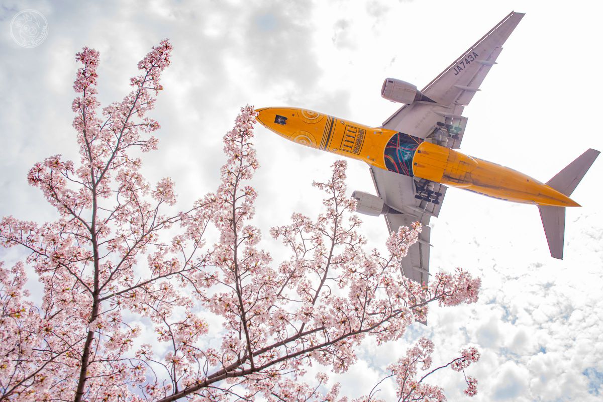 Sakura🌸 JA743A C-3PO ANA JET | GANREF