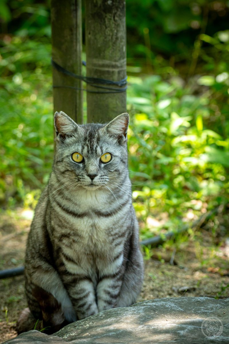 守り人 Fairy | GANREF