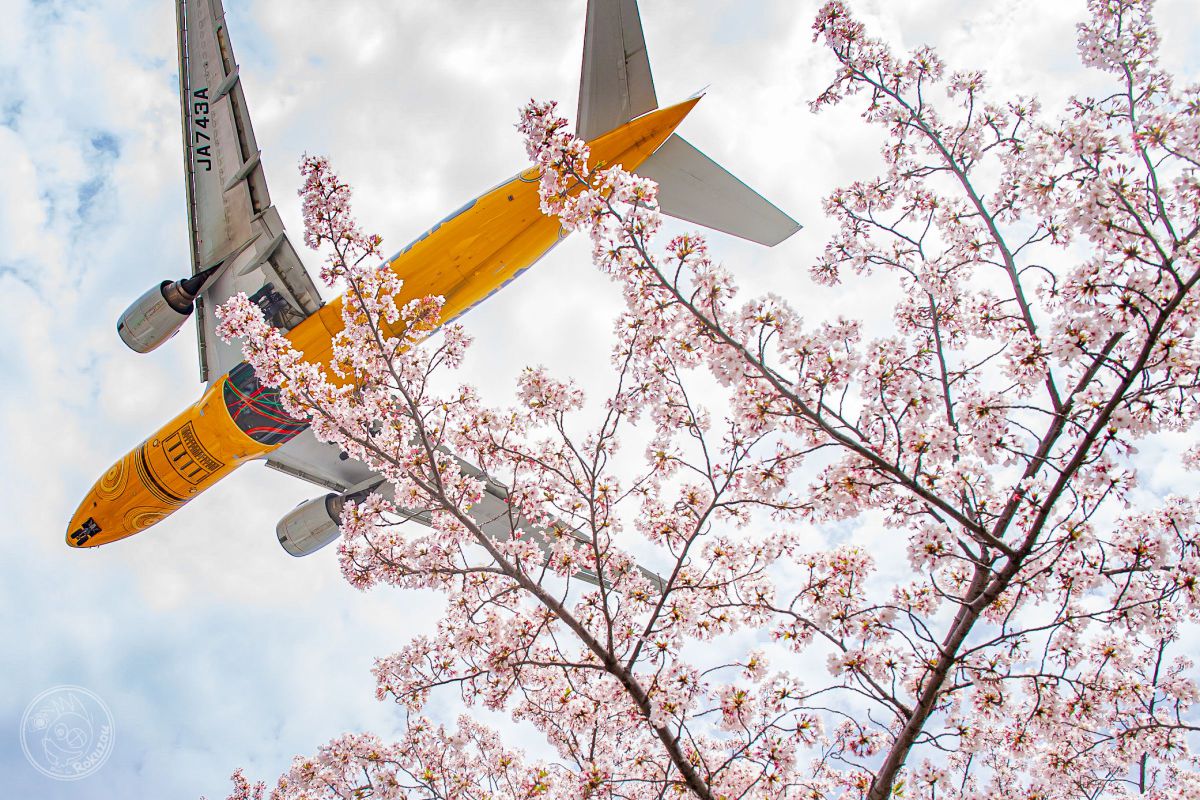 Sakura🌸 JA743A C-3PO ANA JET | GANREF