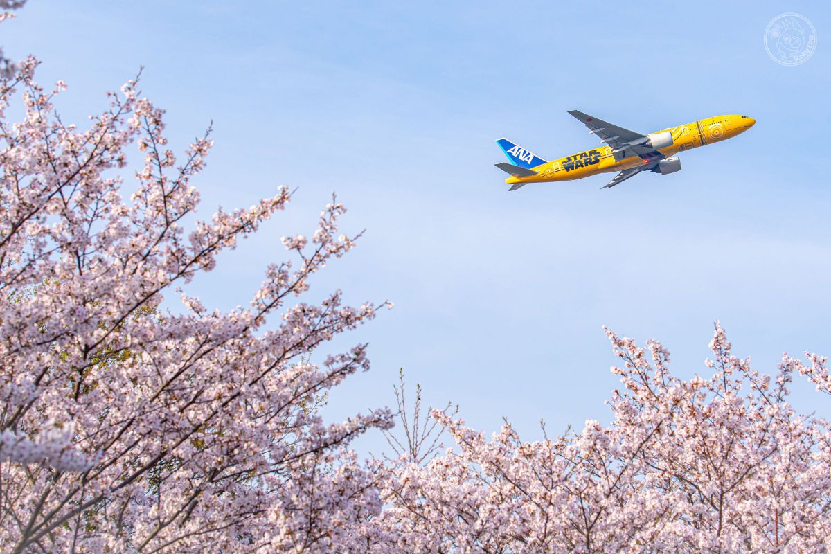 ピコ〜ン ️SAKURA🌸JA743A C-3PO ANA JET | GANREF