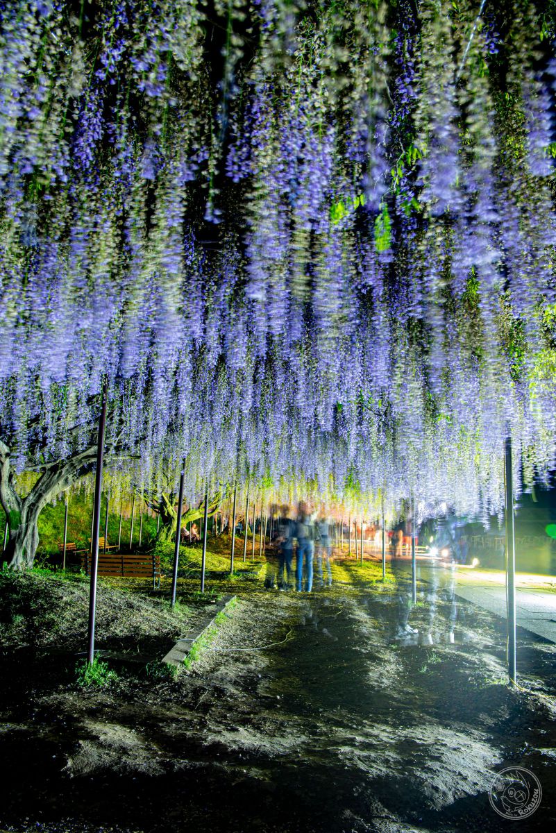 藤の宴 Light up | GANREF