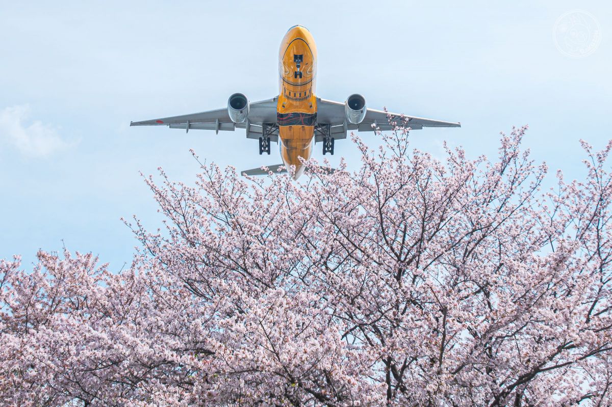 Sakura🌸 JA743A C-3PO ANA JET | GANREF