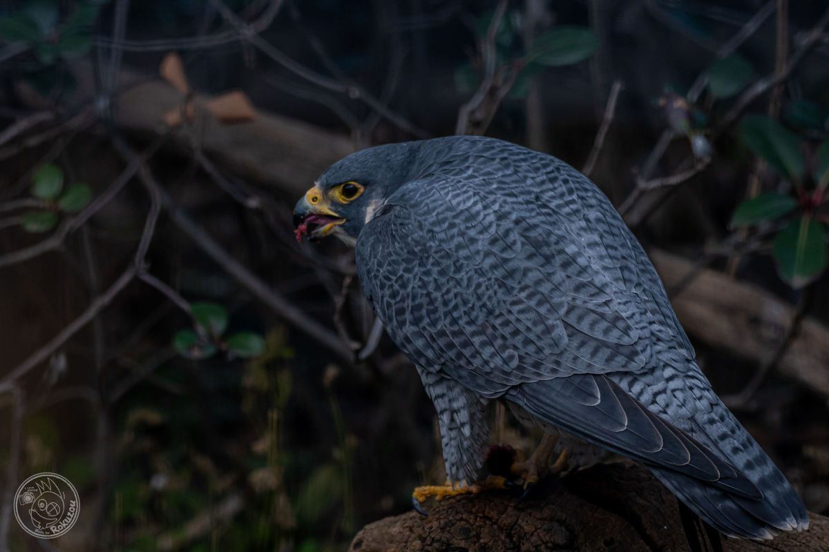 Falcon 速飛翼 | GANREF