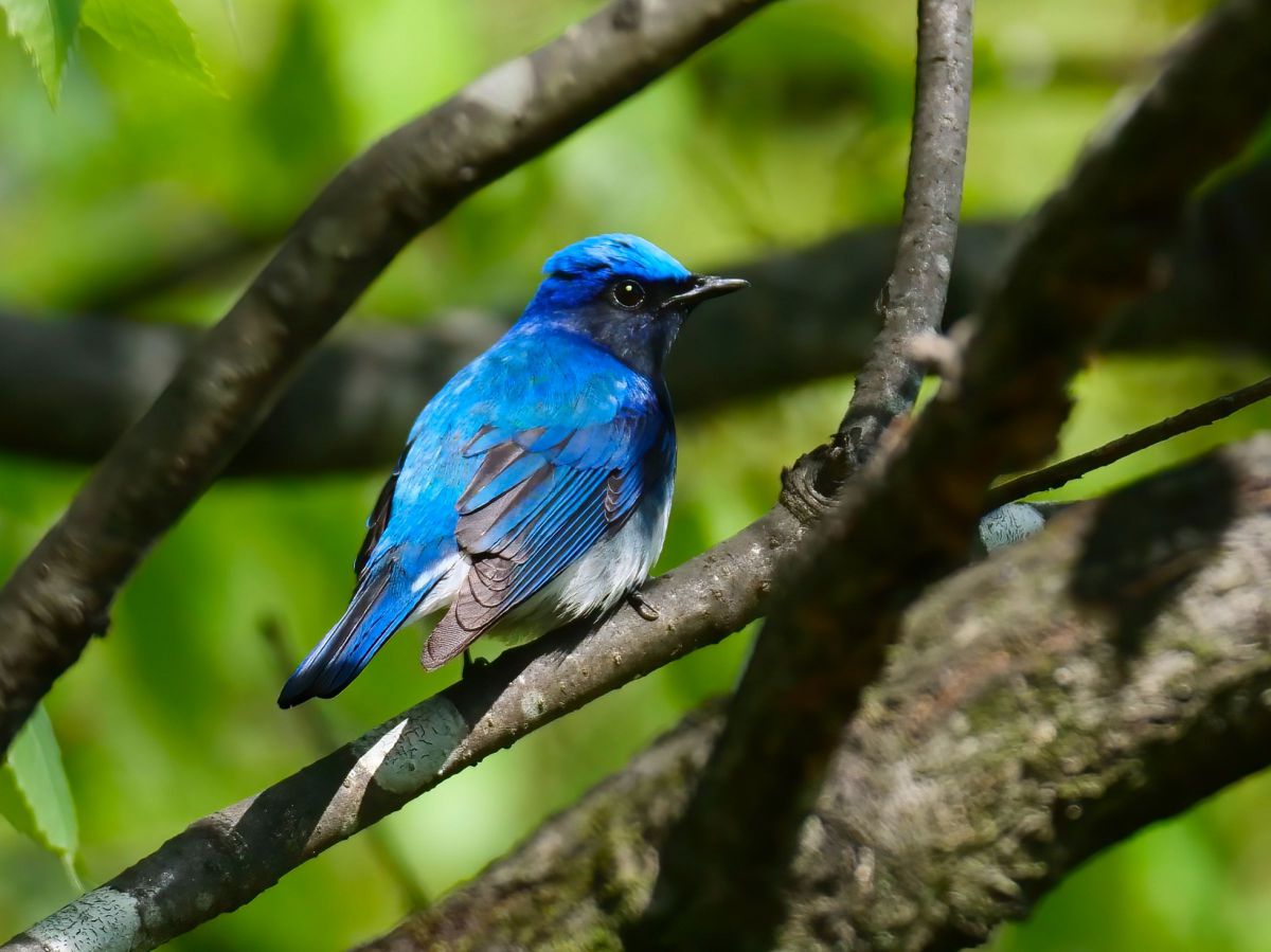 Blue Bird ♫ | GANREF