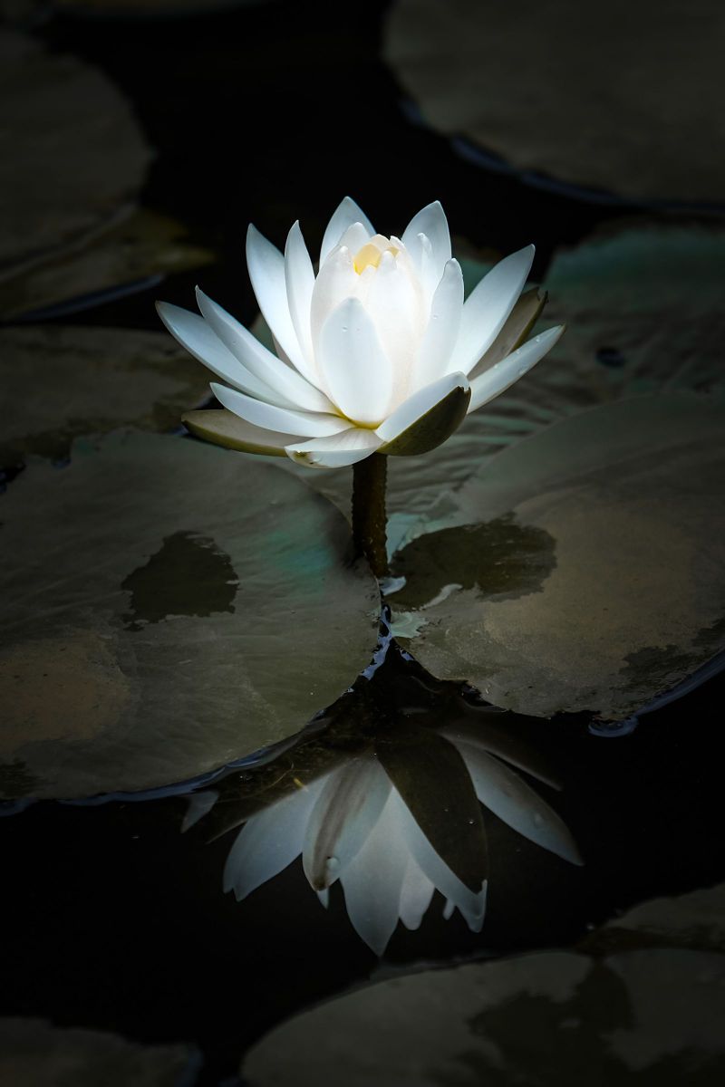 White Lotus | GANREF