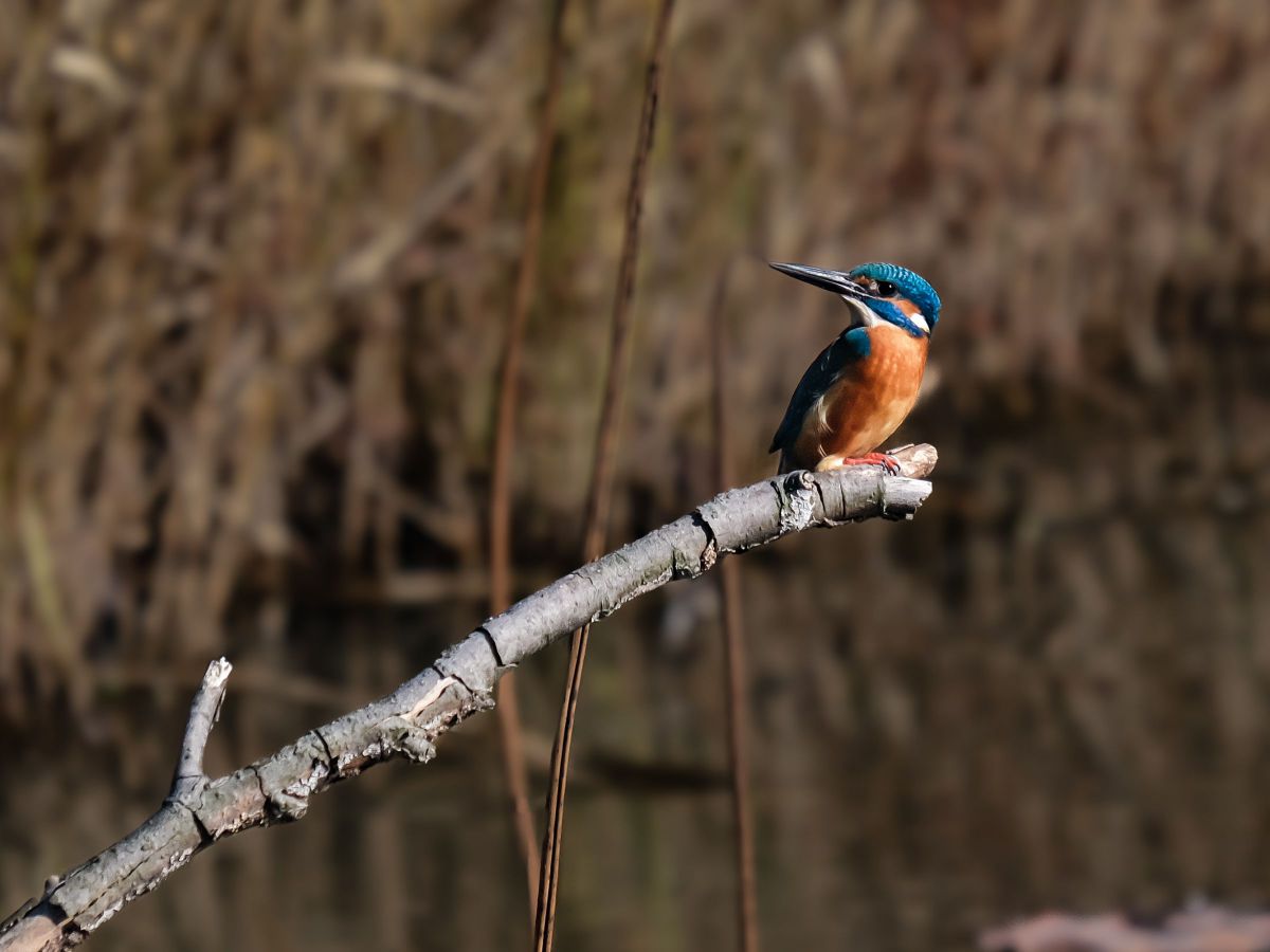 BLUE & ORANGE | GANREF