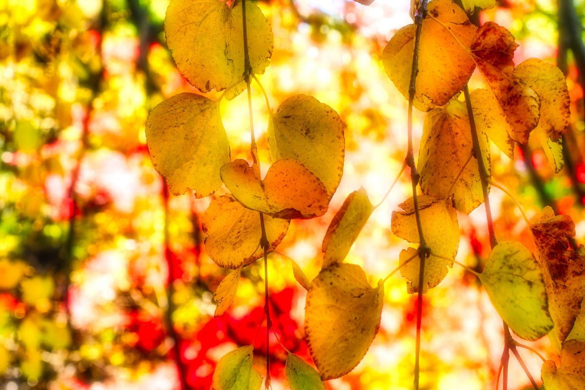 Autumn Leaf 印象 | GANREF