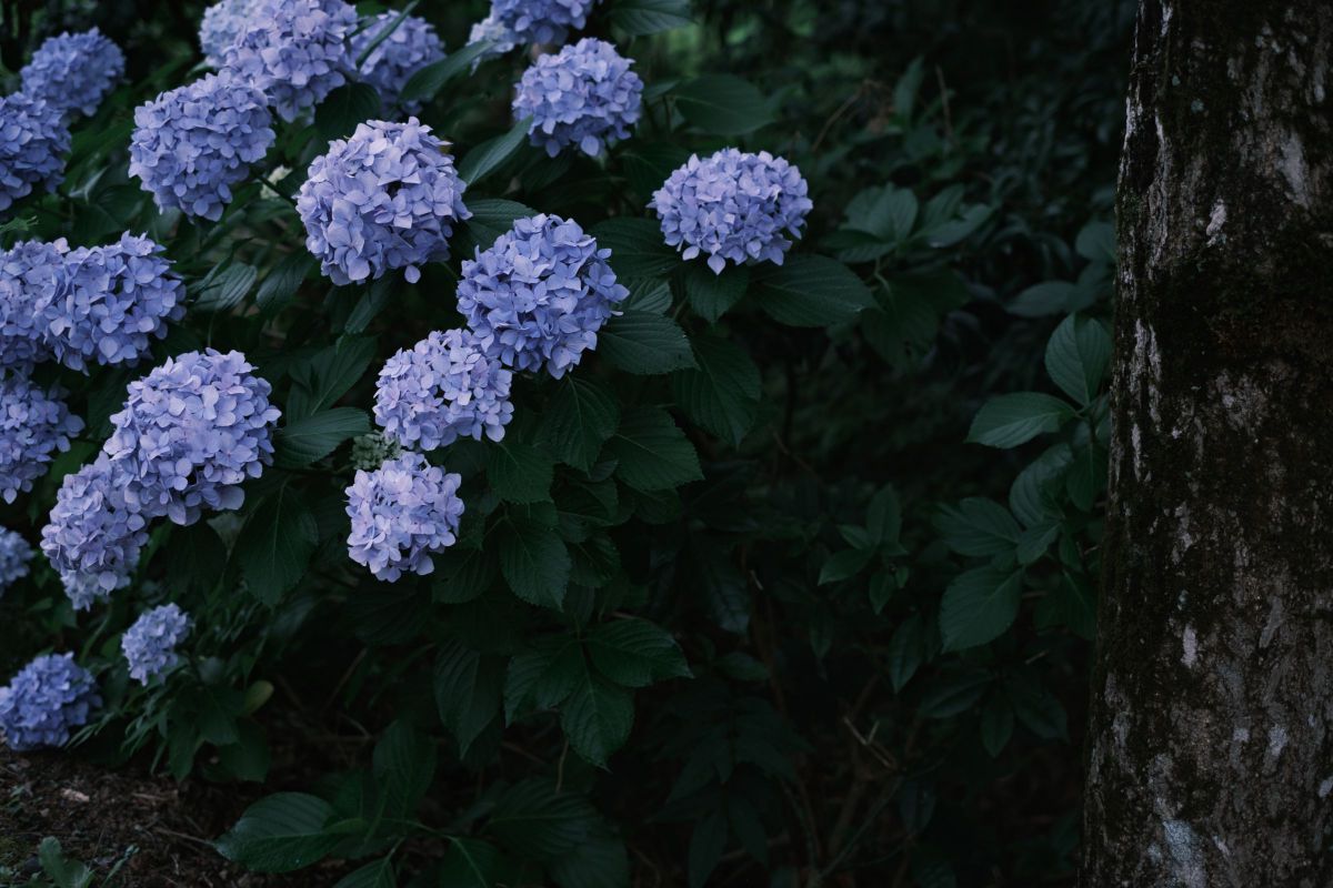 2024年7月 | GANREF