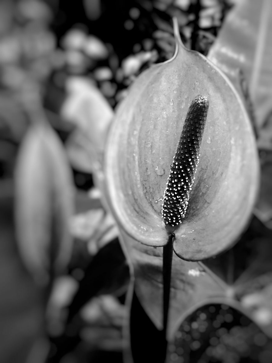 work photo maiku 17 | GANREF