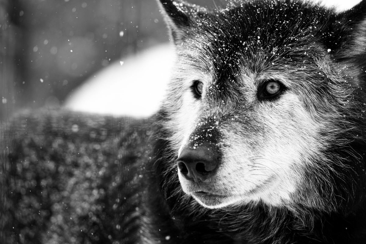 A Call of the Wild | GANREF