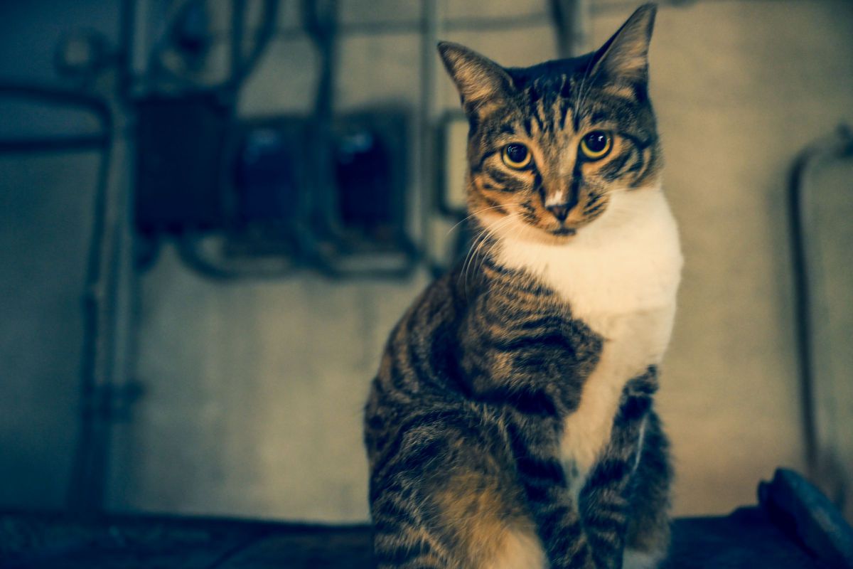 A cat in the wild | GANREF