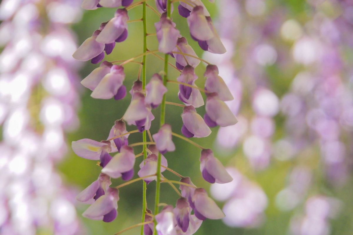 初夏の光 | GANREF