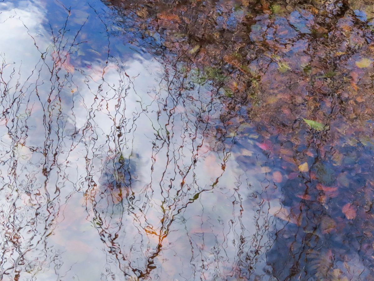 秋の枝垂れ影 | GANREF