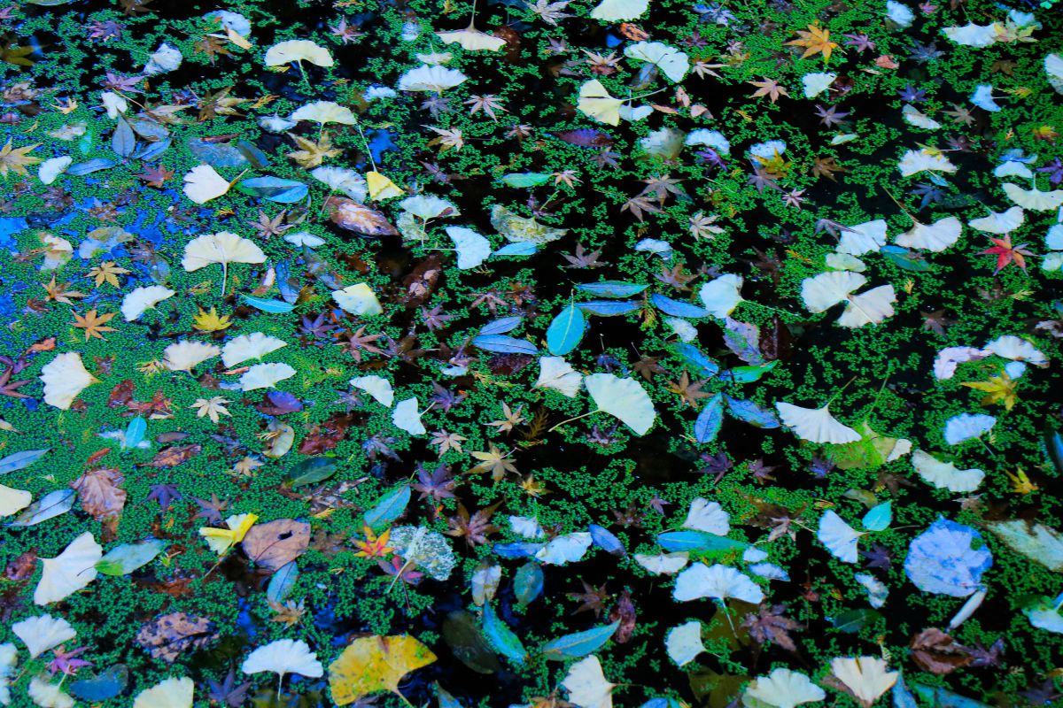 落ち葉様々 | GANREF