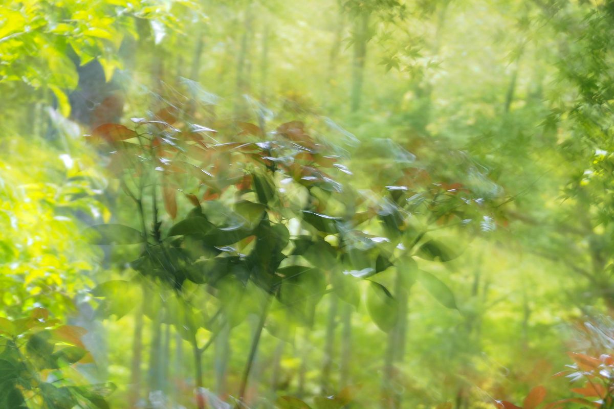 初夏の光に包まれて | GANREF