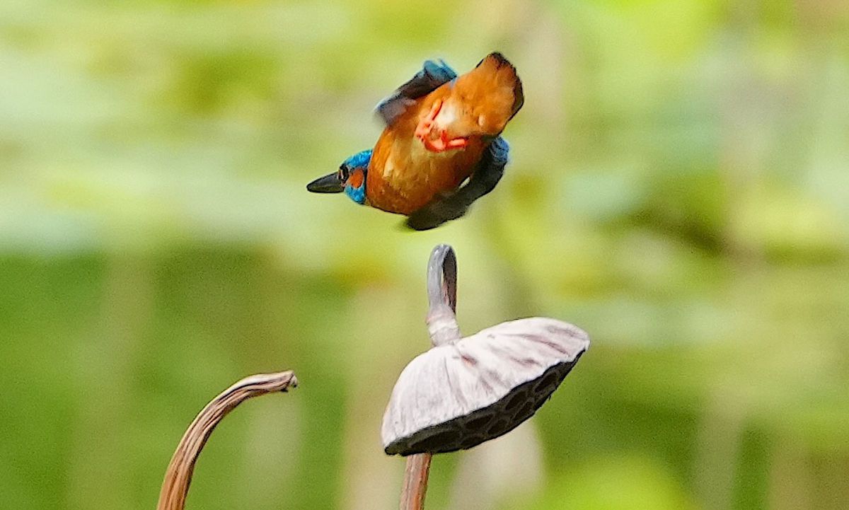 ひねりジャンプアウトなカワセミくん♂ 大阪／天王寺 | GANREF