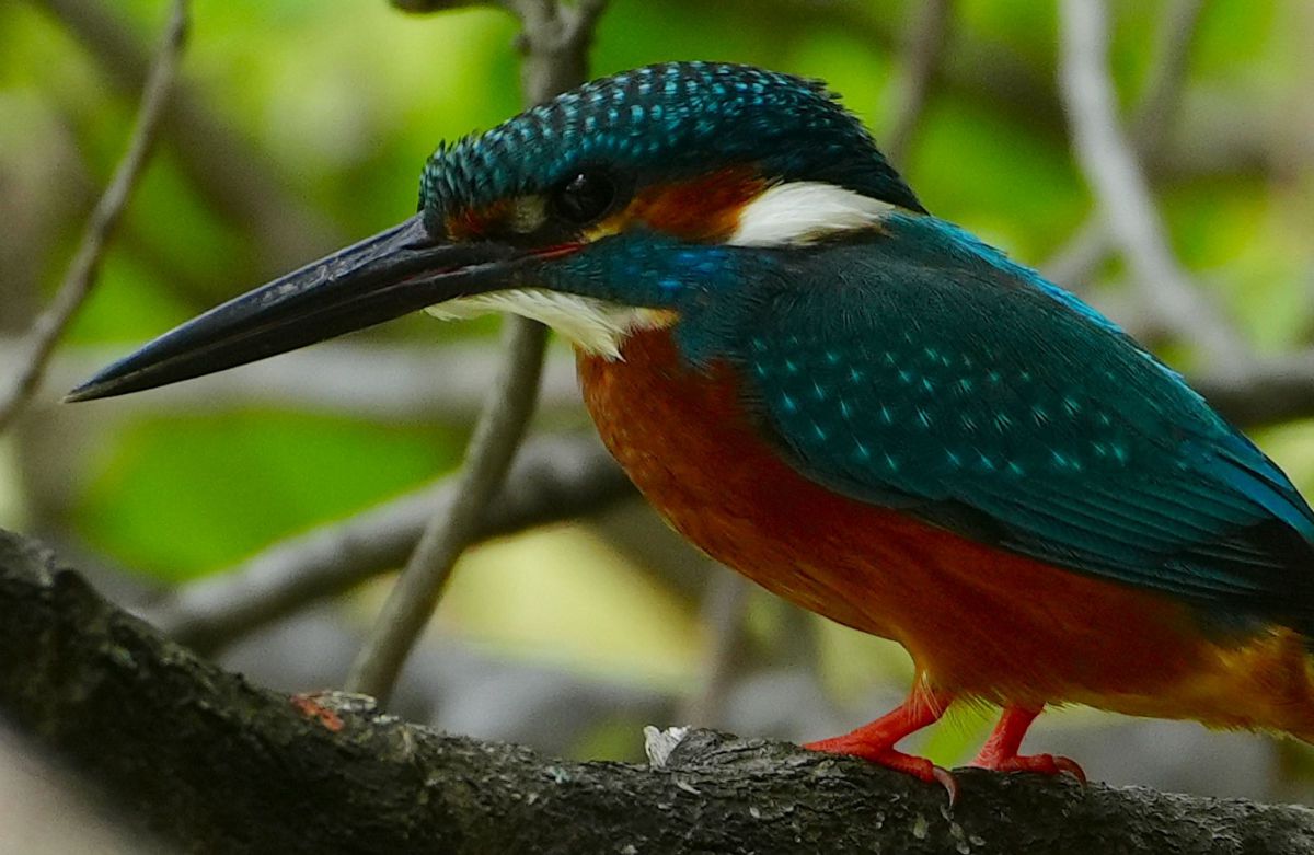 枝にカワセミくん♂ 大阪／豊中千里 | GANREF