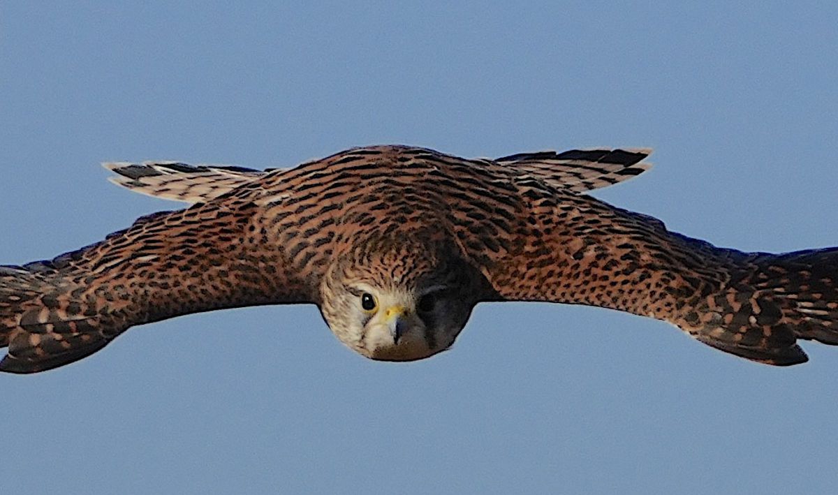 チョウゲンボウちゃん迫るっ 大阪／淀川 | GANREF