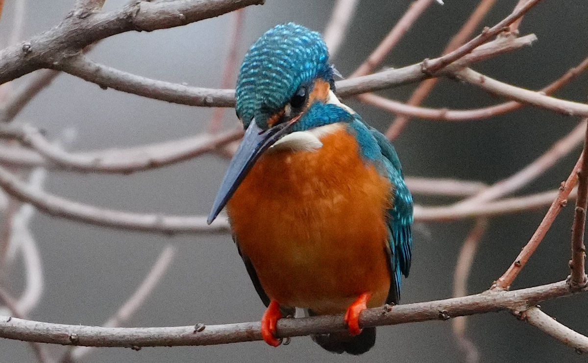 枝にカワセミくん♂ 大阪／吹田千里 | GANREF