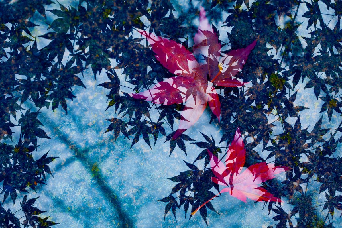 それぞれの世界 | GANREF