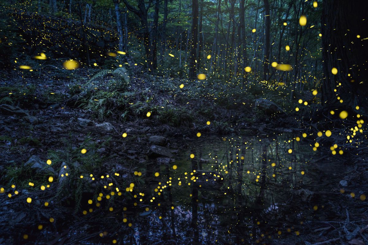 光の詩 〜雨跡のoasis〜 | GANREF