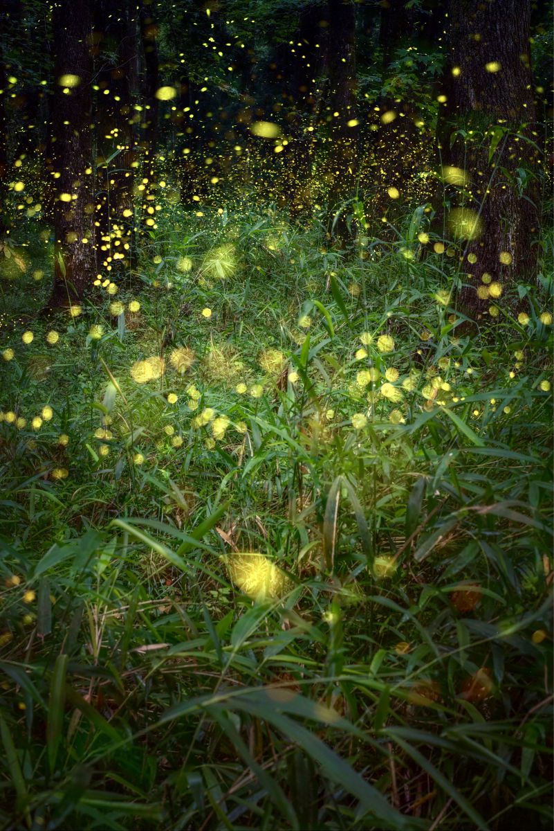 Firefly flower | GANREF