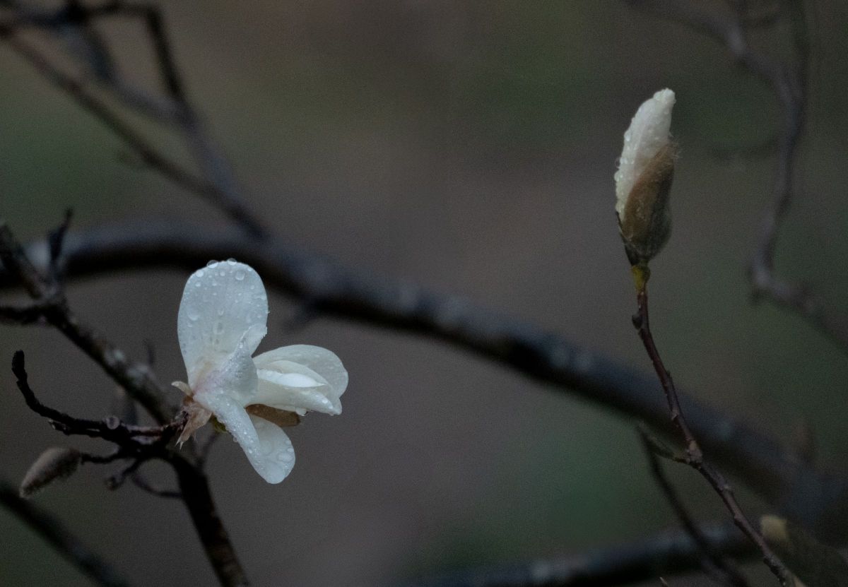 こぶし咲く | GANREF