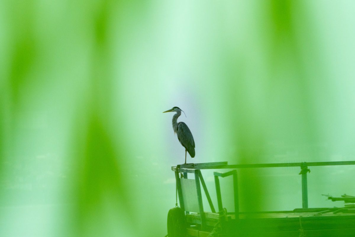 我、ひとり孤高を楽しむ〜 | GANREF