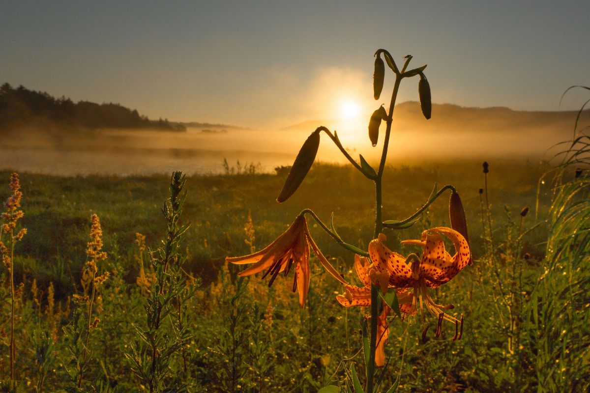 八島ヶ原湿原の朝 | GANREF